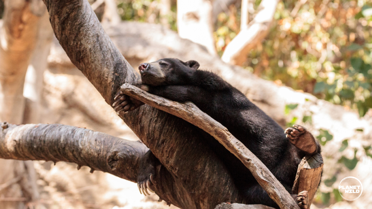 Sun bears: The world’s smallest and most vulnerable bear · Planet Wild
