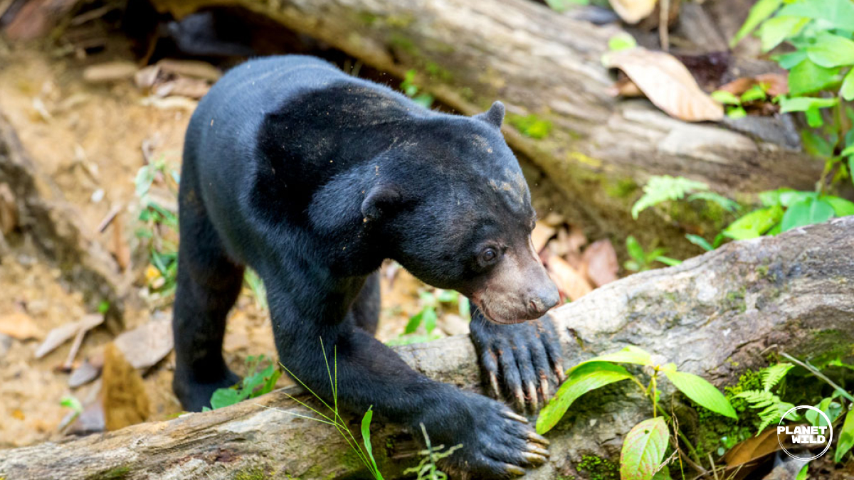 Sun bears: The world’s smallest and most vulnerable bear · Planet Wild