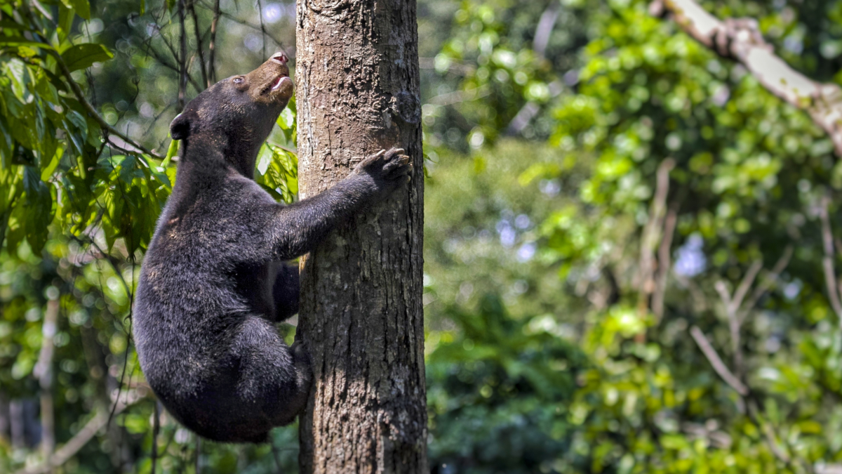 Sun bears: The world’s smallest and most vulnerable bear · Planet Wild
