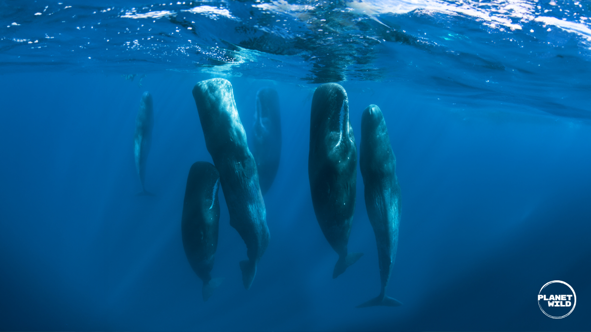 Amazing Whale Facts: Big, Blue and Endangered · Planet Wild