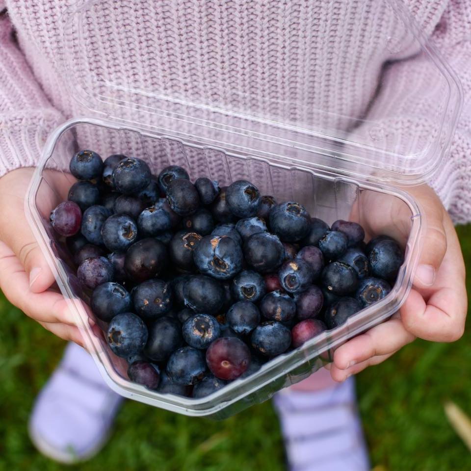 Pick Your Own Berries | St. Kilda Berry Farm