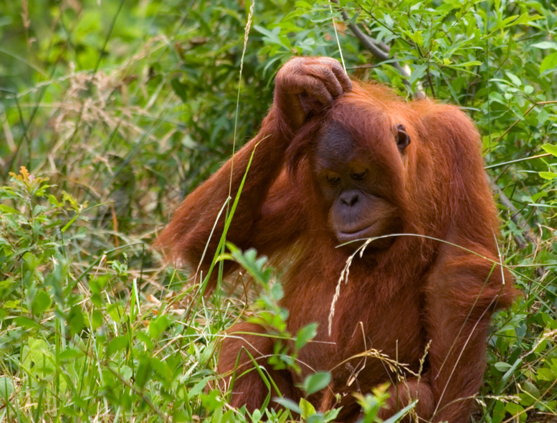 Daniel Yee asks is too much choice actually no choice at all? | JMES ...