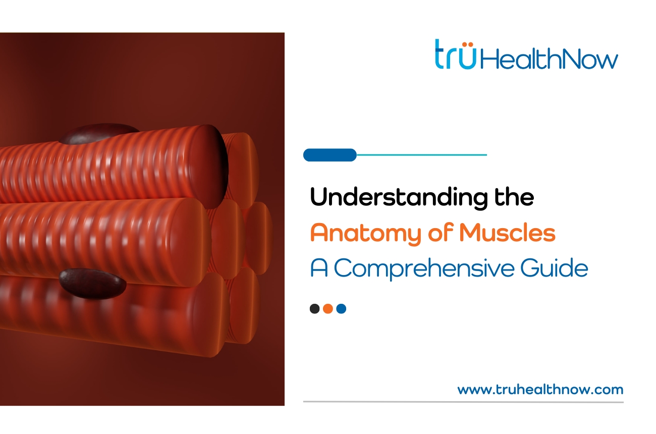 Unlocking the Power of Muscles: A Comprehensive Guide to Skeletal ...