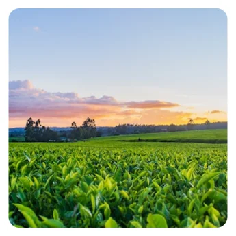 Commodity & Agricultural Procurement | Sourcing Solution
