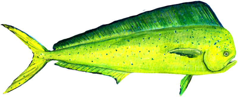 Kauai's Premier Fishing Charter