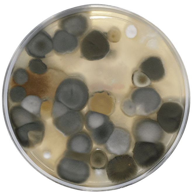 Jessica Alana • Rebuilding Health, One Cell at a Time