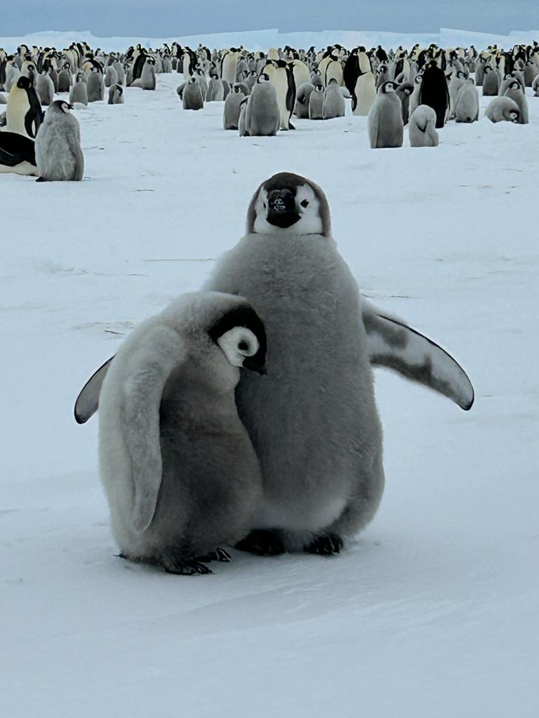 Secrets of the Penguins for National Geographic & Disney Plus to be ...