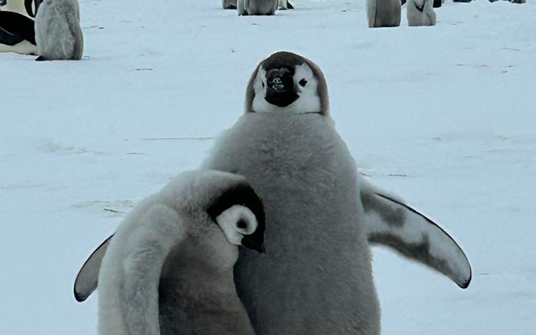 Secrets of the Penguins for National Geographic & Disney Plus to be ... Secrets of the Penguins for National Geographic & Disney Plus to be ...