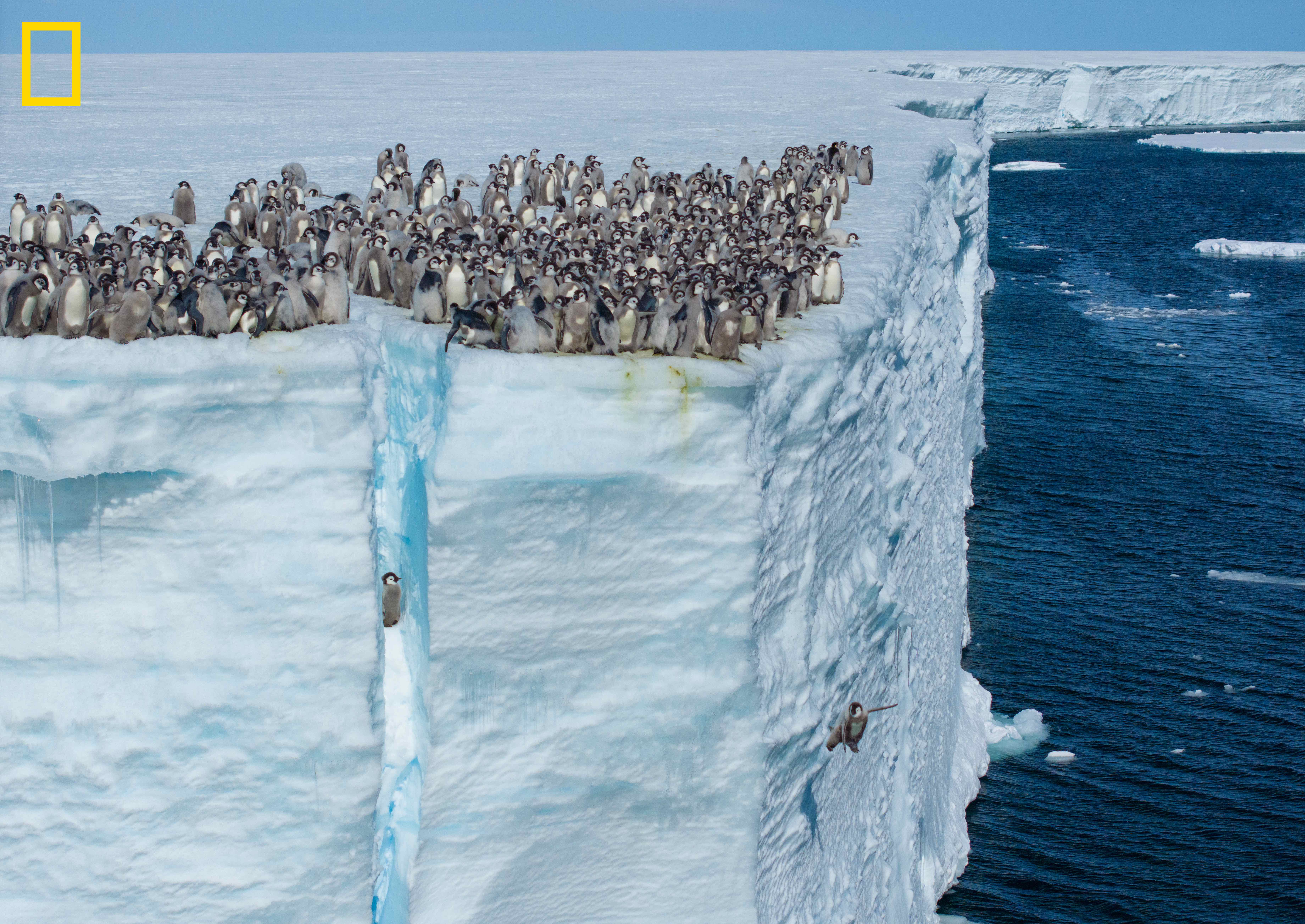 Talesmith Team Shoots Unprecedented Footage of Penguin Behaviour Filmed ...
