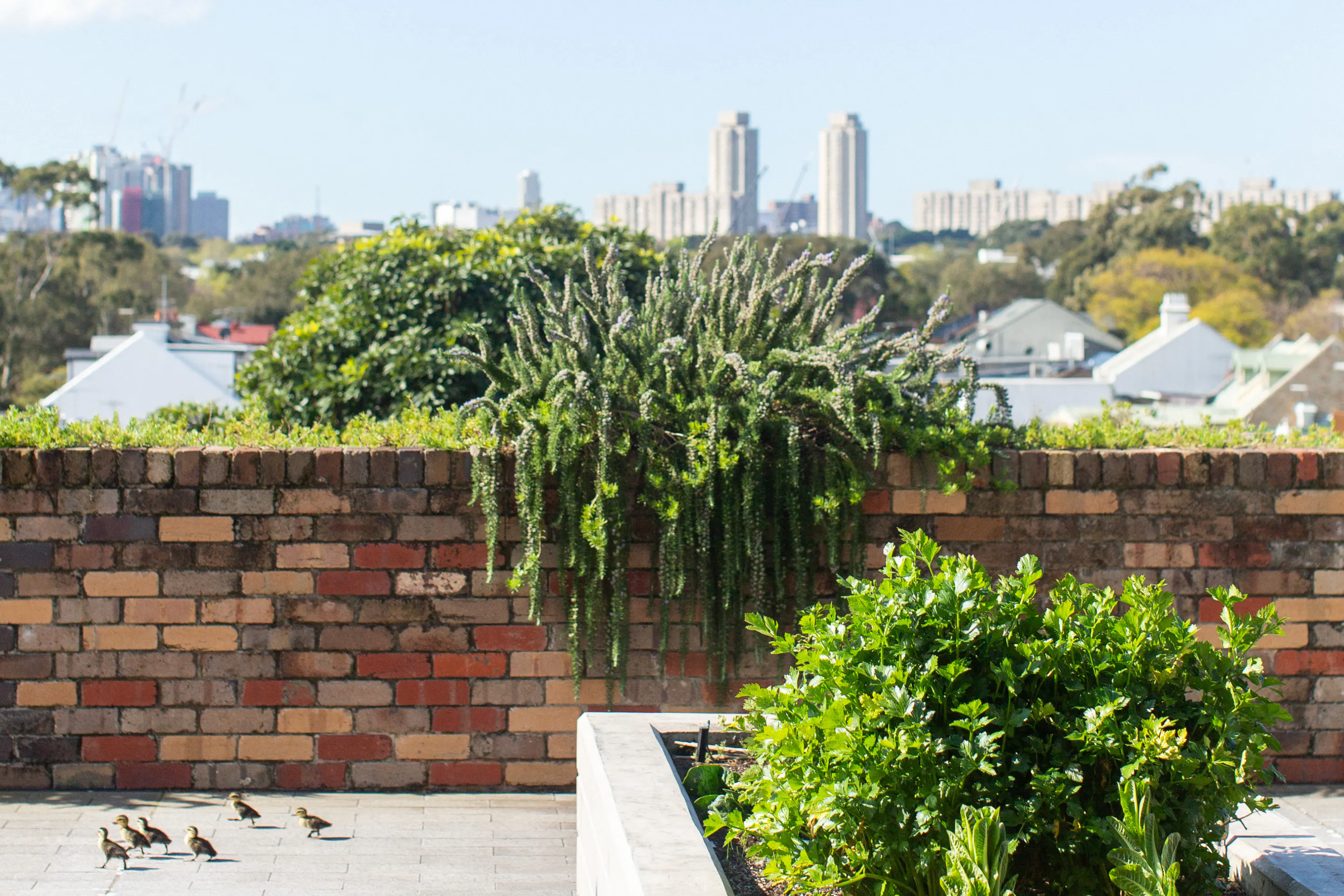 Rambunctious Rooftop. Copy 2 | News & Insights | Sala4d | Landscape ...