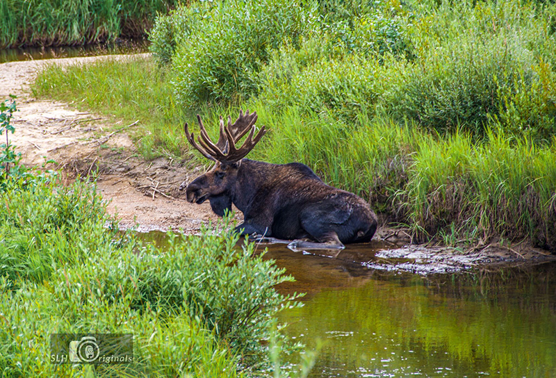Aspire Tours | Rocky Mountain National Park Sightseeing