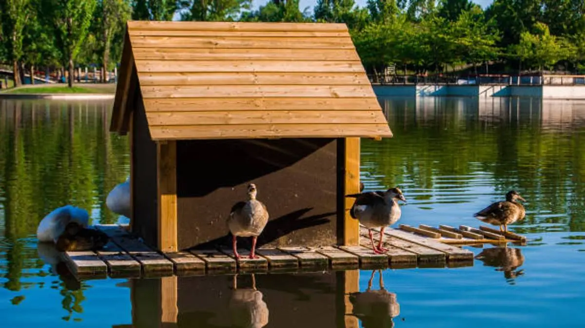 17 Best And Creative Duck House Ideas for Your Garden Pond