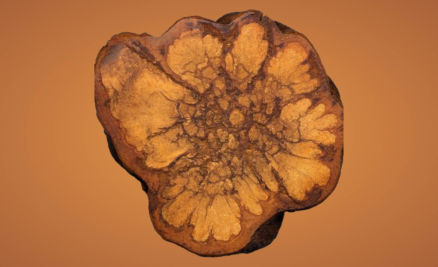 Psychedelics vs. Plant Medicines: Definitions & Differences | Mindbloom