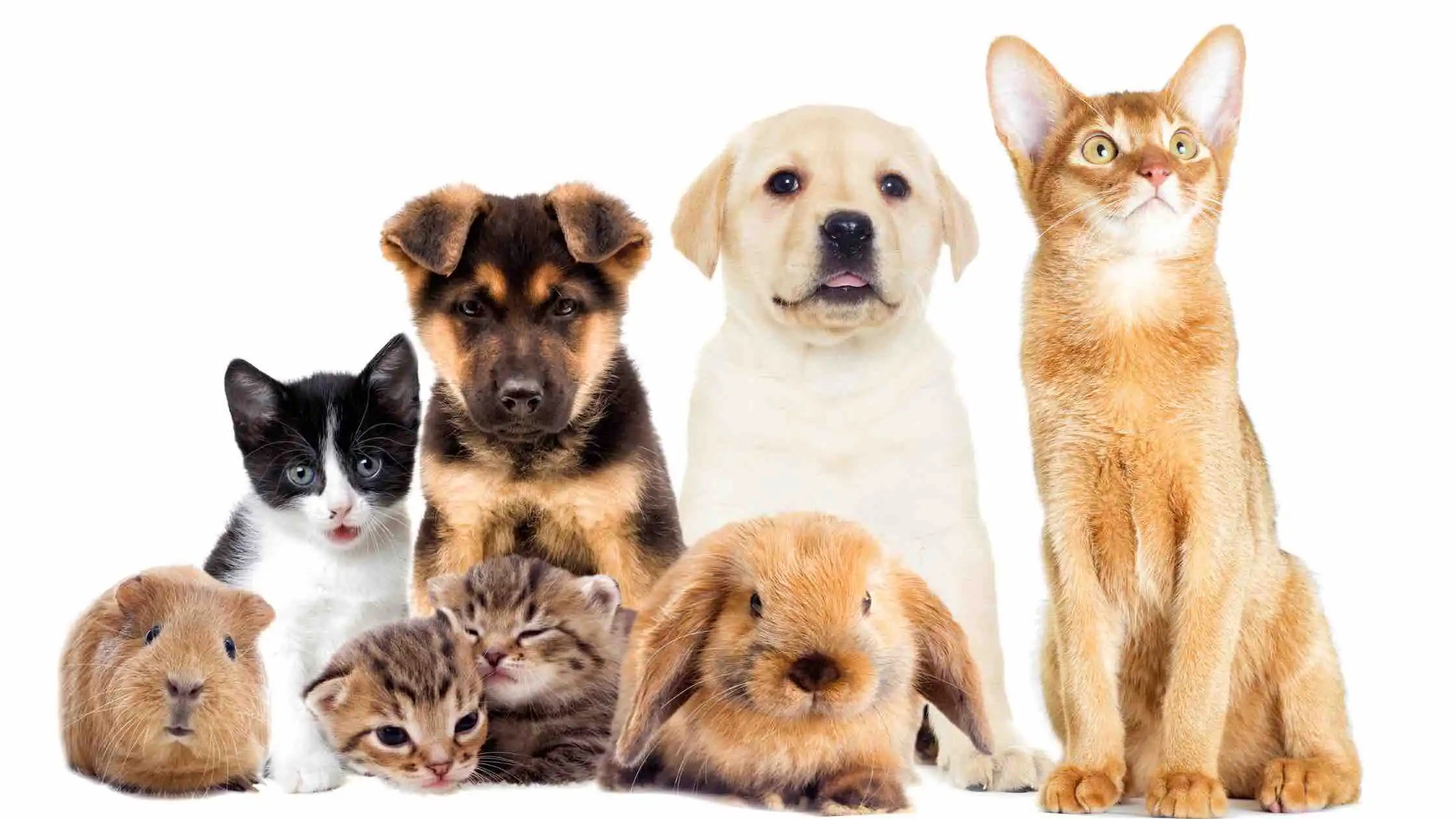 Best Pets For Busy People Nurses Included Best Pets For Busy People Nurses Included