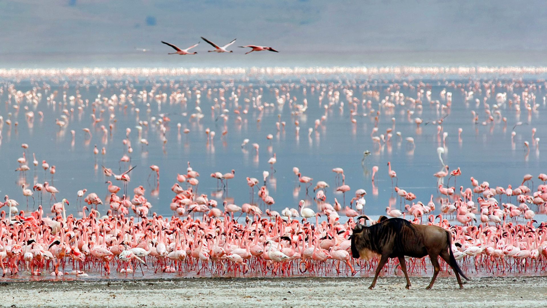 Ngorongoro Conservation Area - The Wanderer Tanzania