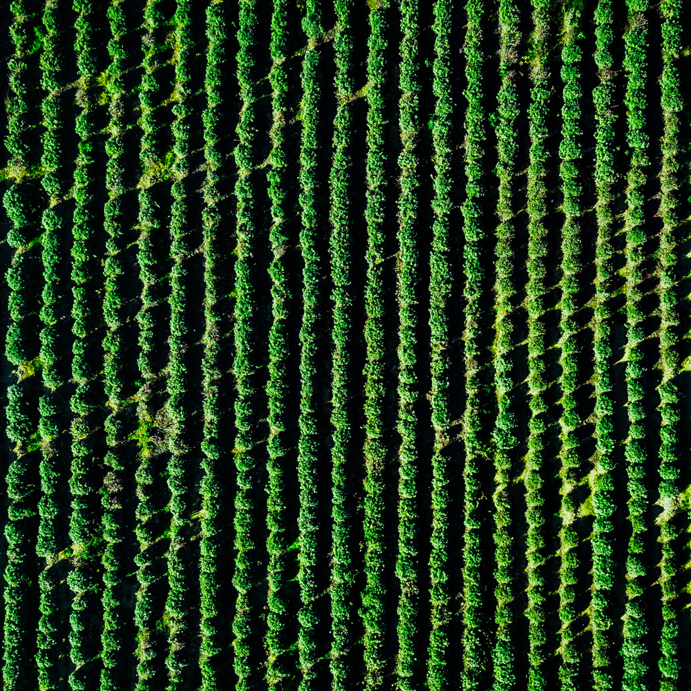 Karmanterra :: Biochar