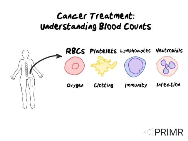 PRIMR | Cancer Treatment - Understanding Blood Counts