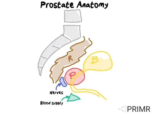 PRIMR | Prostate Location and Why It’s Important for Prostate Cancer