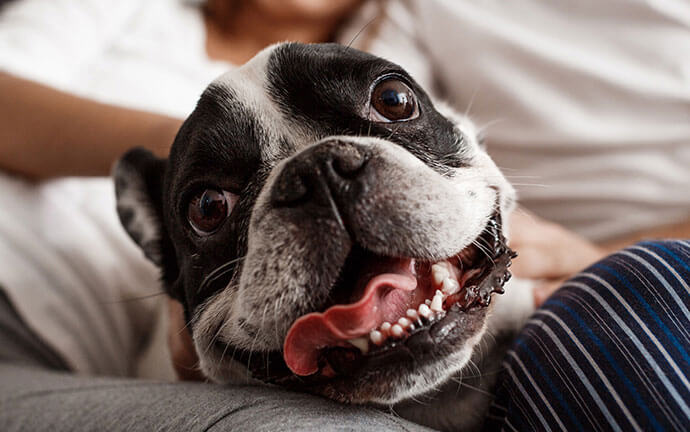 Pet Diagnostics Lab | AM PM Ideal Pet Care in Norwalk, CA