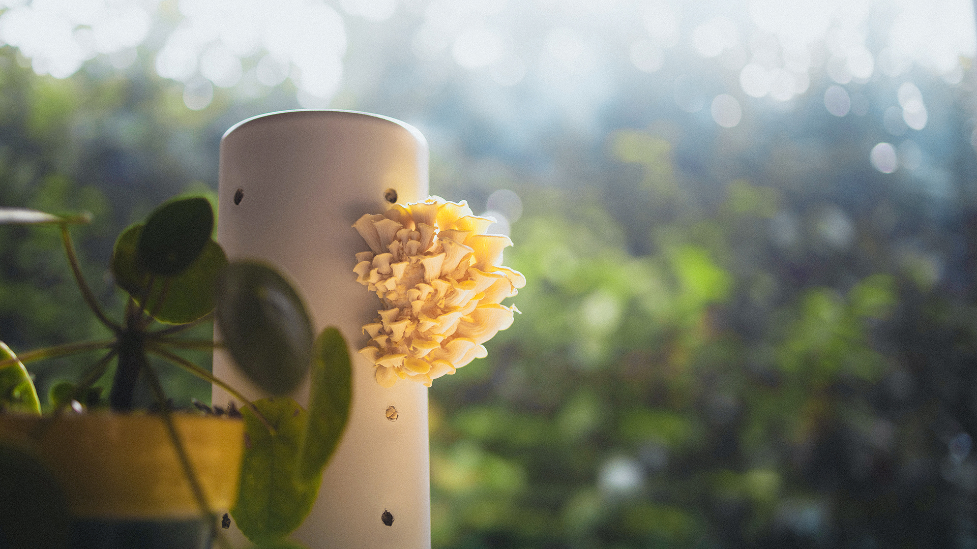 Bloom - Rockwell Made