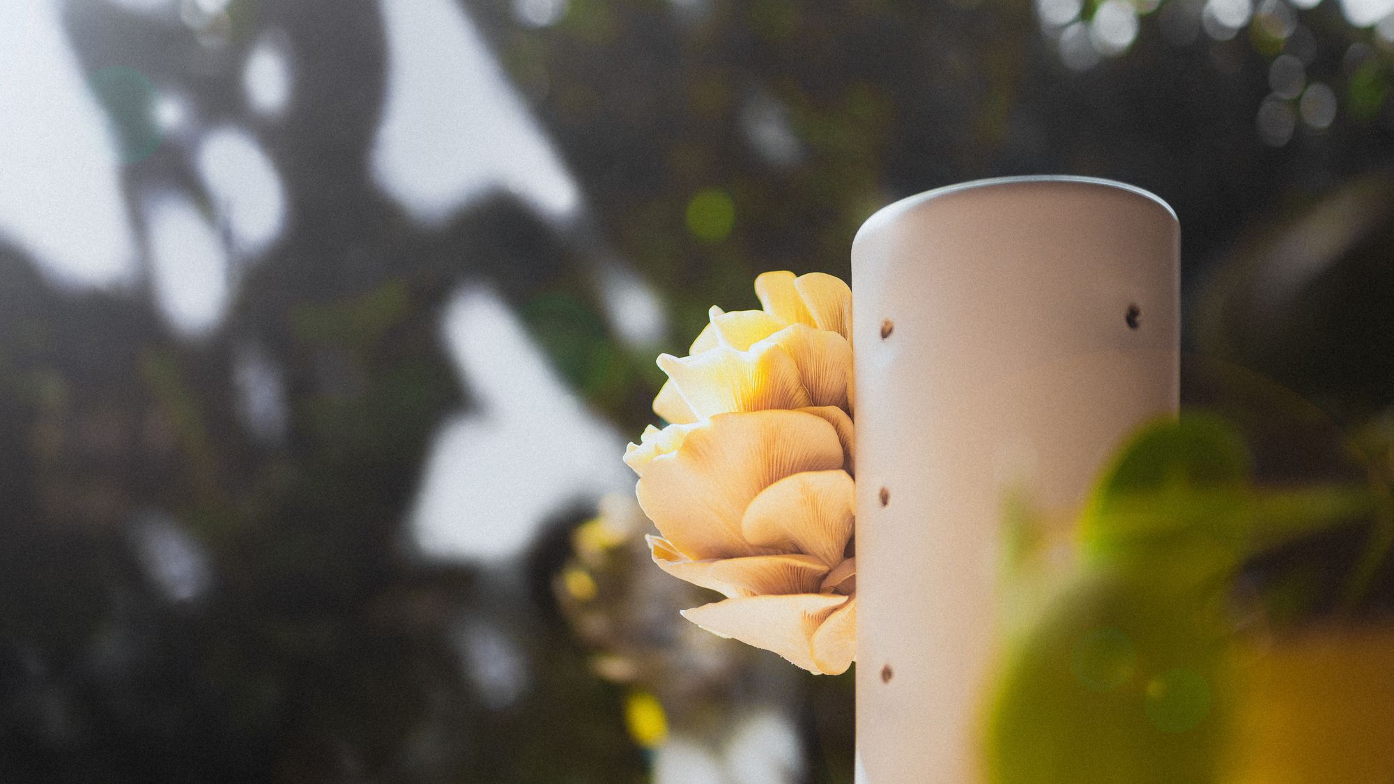 Bloom - Rockwell Made