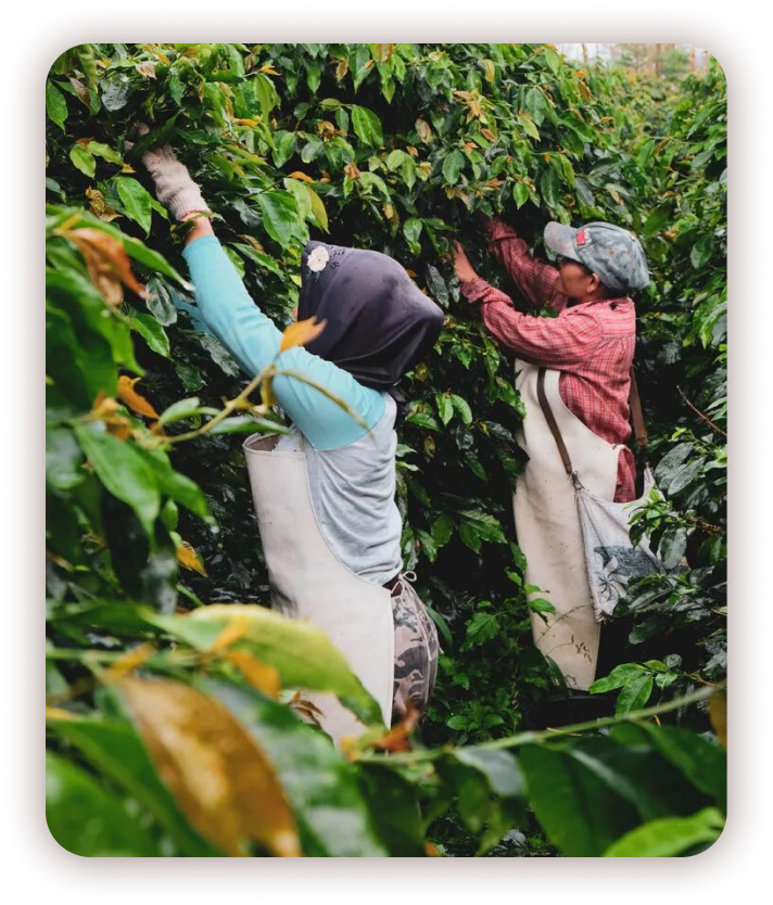 BRIX Coffee Co | Premium Espresso Single Origin Coffee Beans