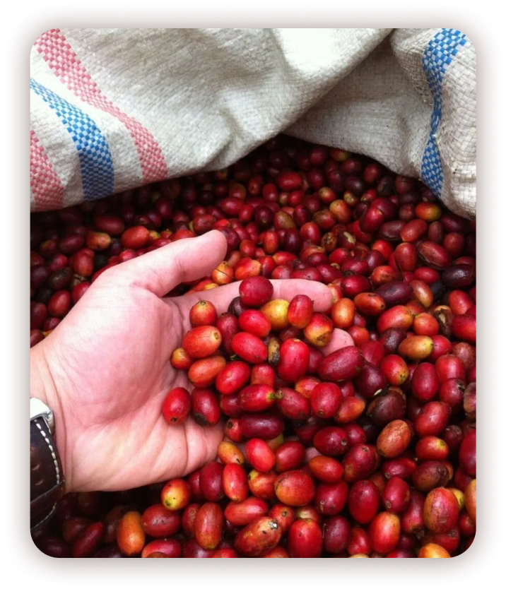 BRIX Coffee Co | Premium Espresso Single Origin Coffee Beans