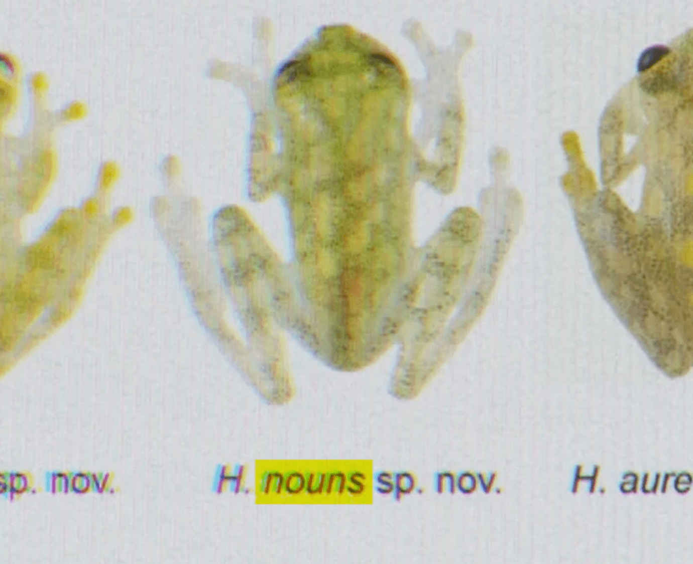 nounish - get funded by Nouns DAO