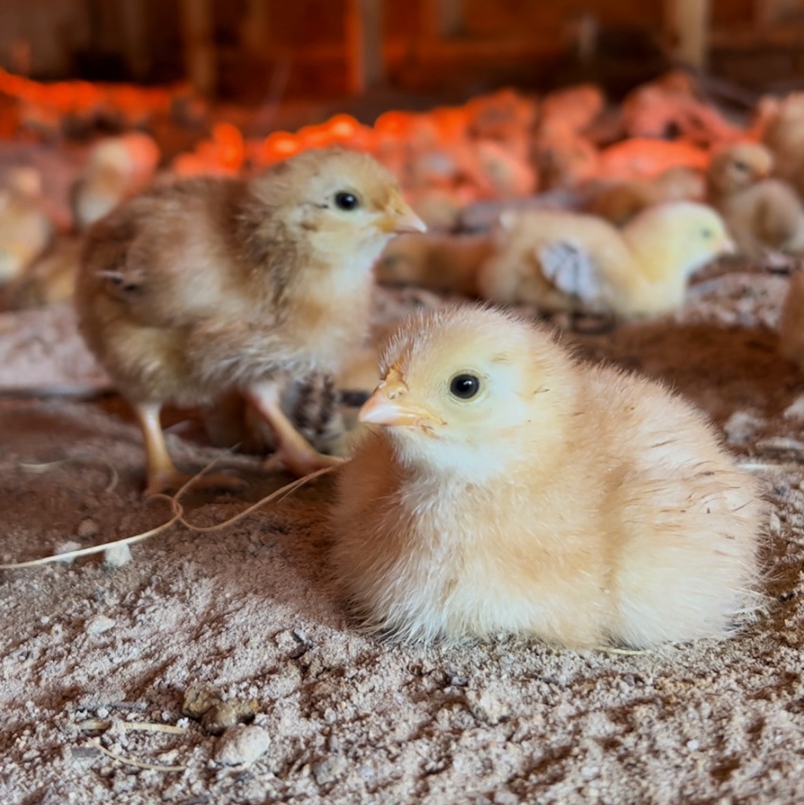 Home [www.blueranchfarm.com]