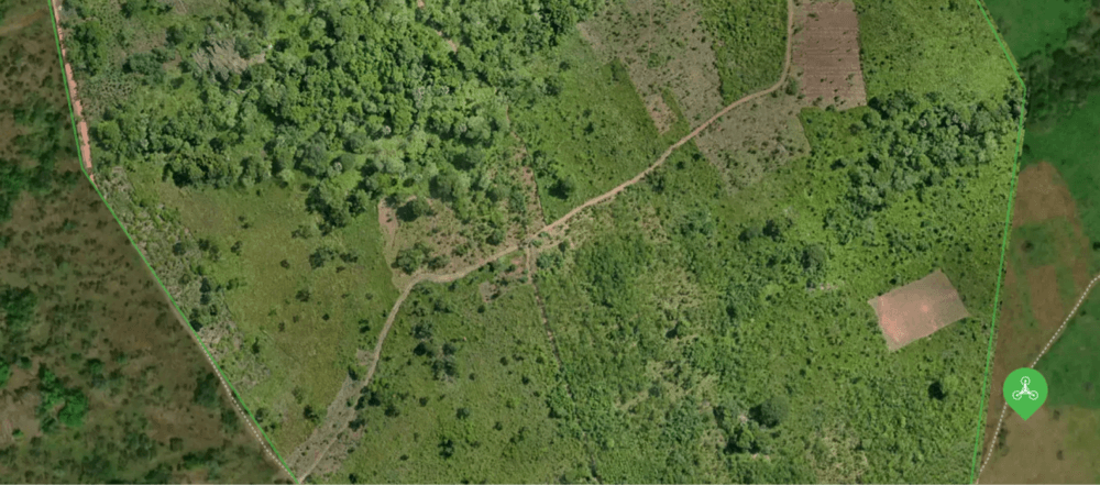 Forestmatic & Globhe: Revolutionizing Reforestation with Advanced Drone Technology