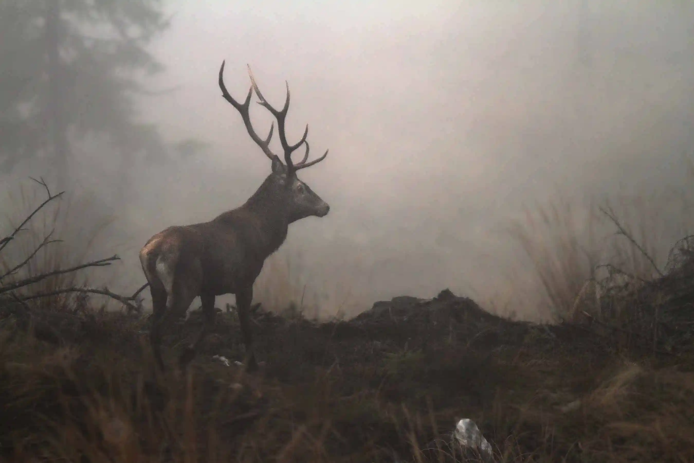 Cooper Firearms Dealership - Gentz Sporting Arms