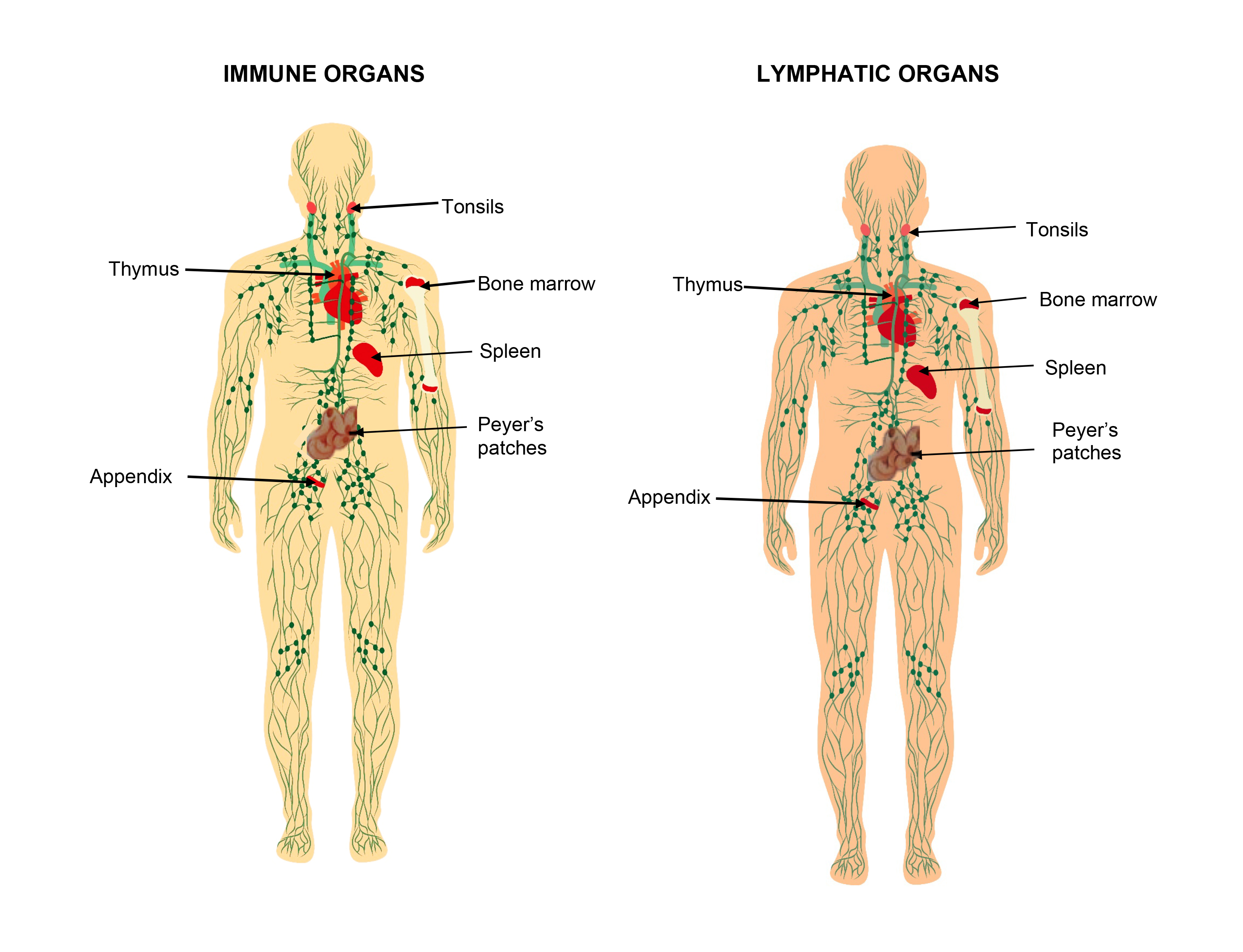 Integrative Healing Therapies | Lymphatic Drainage