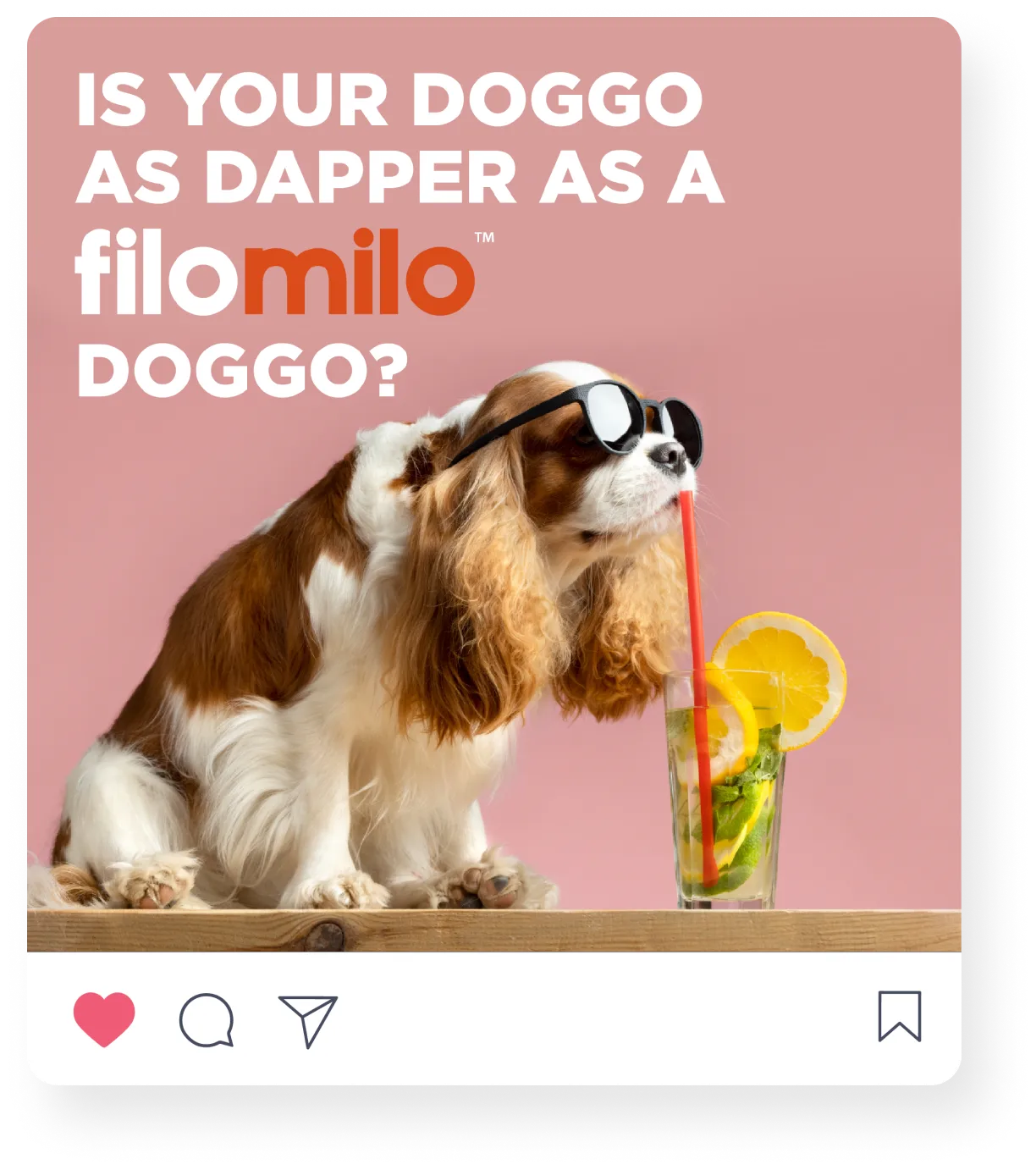 FiloMilo Pet Food | Brand identity and packaging case study by ...