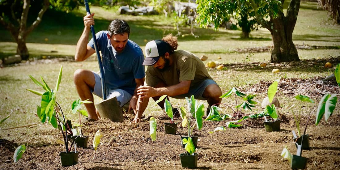 Propagation Techniques | Farm 101 | Aina Lessons by HIP Agriculture