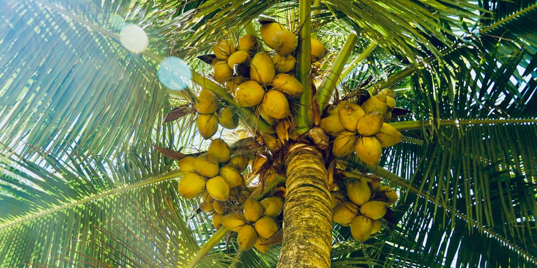Agroforestry Design | Farm 101 | Aina Lessons by HIP Agriculture