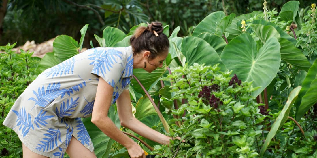 Tropical Herbs | Cooking with Tropical Starches | Aina Lessons by HIP ...