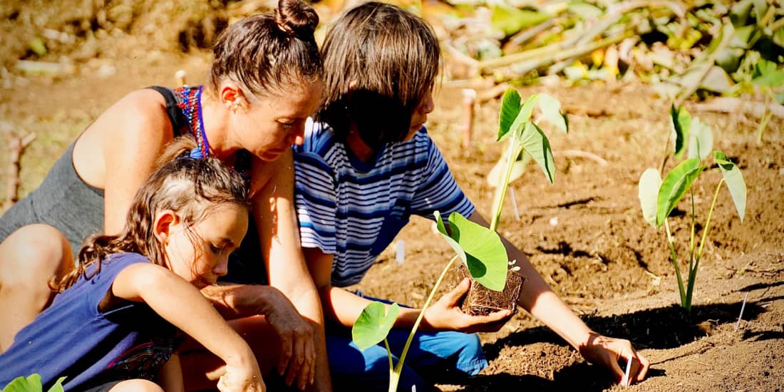 Cassava Pizza Crust | Cooking with Tropical Starches | Aina Lessons by ...