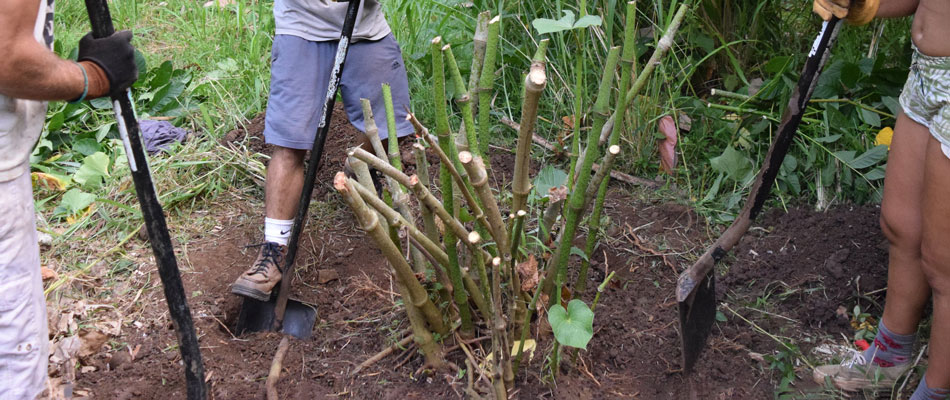 Discovering the Magical World of Kava: Harvesting, Processing, and ...