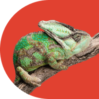 Surrendering an Animal | Battlefords Humane Society