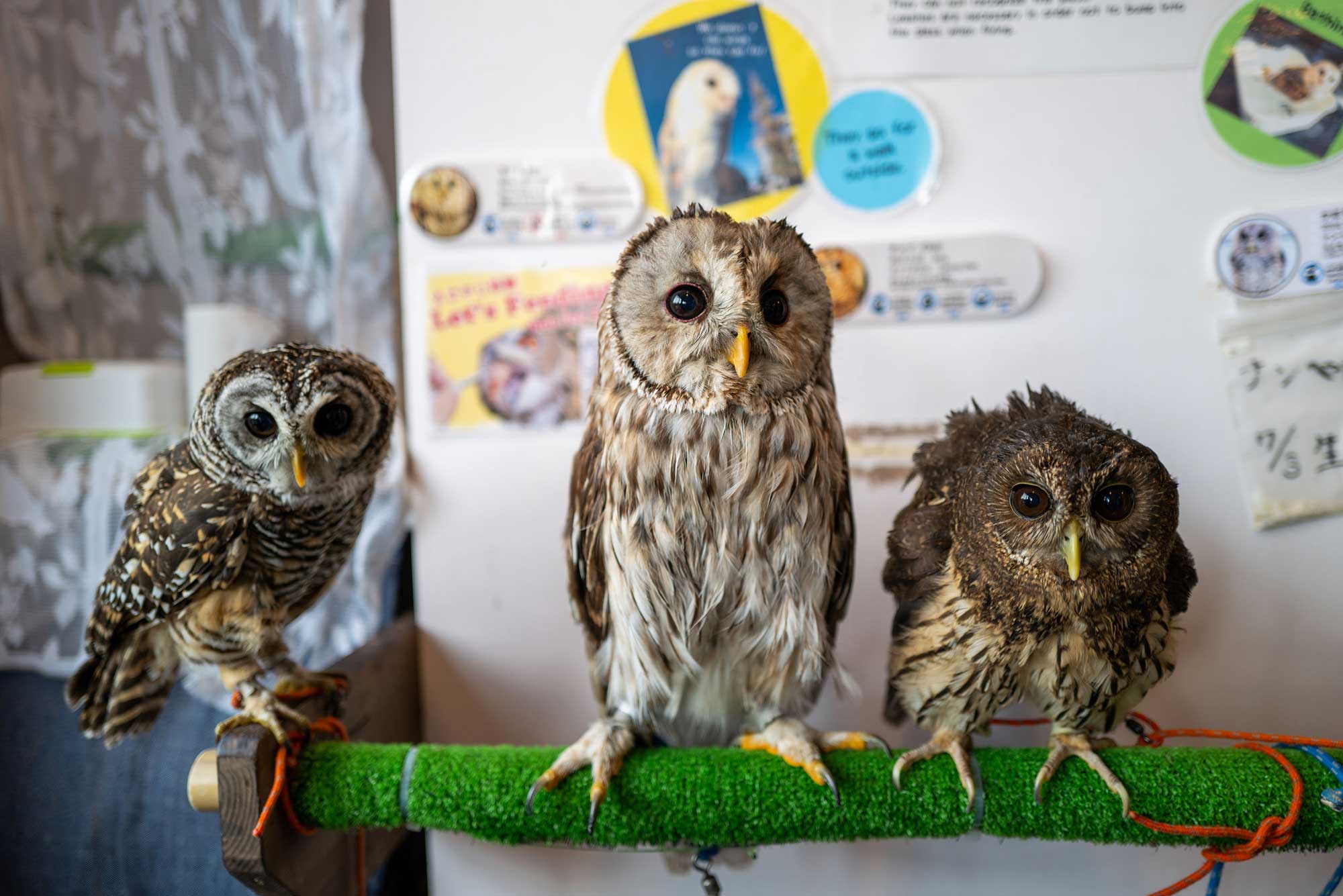 4 MUST VISIT OWL CAFES IN OSAKA FOR ANIMAL LOVERS - Osaka Hacks | The ...