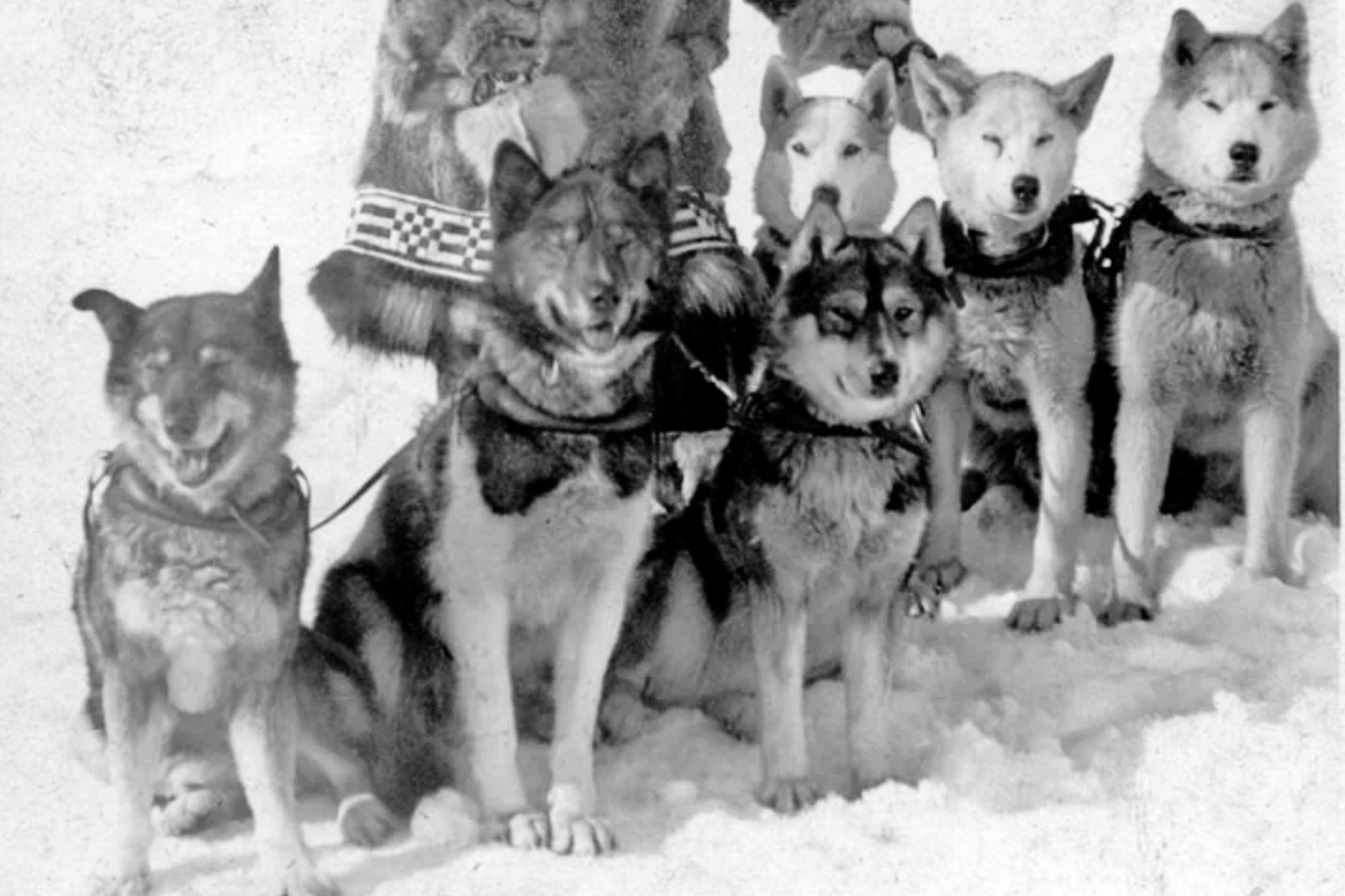 What these dogs can teach us about strong teams…