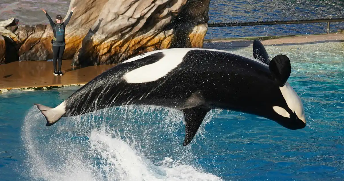 SeaWorld: onde fica, como chegar, o que fazer e melhores atr