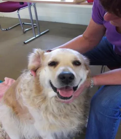 Healing for Animals | The Healing Trust