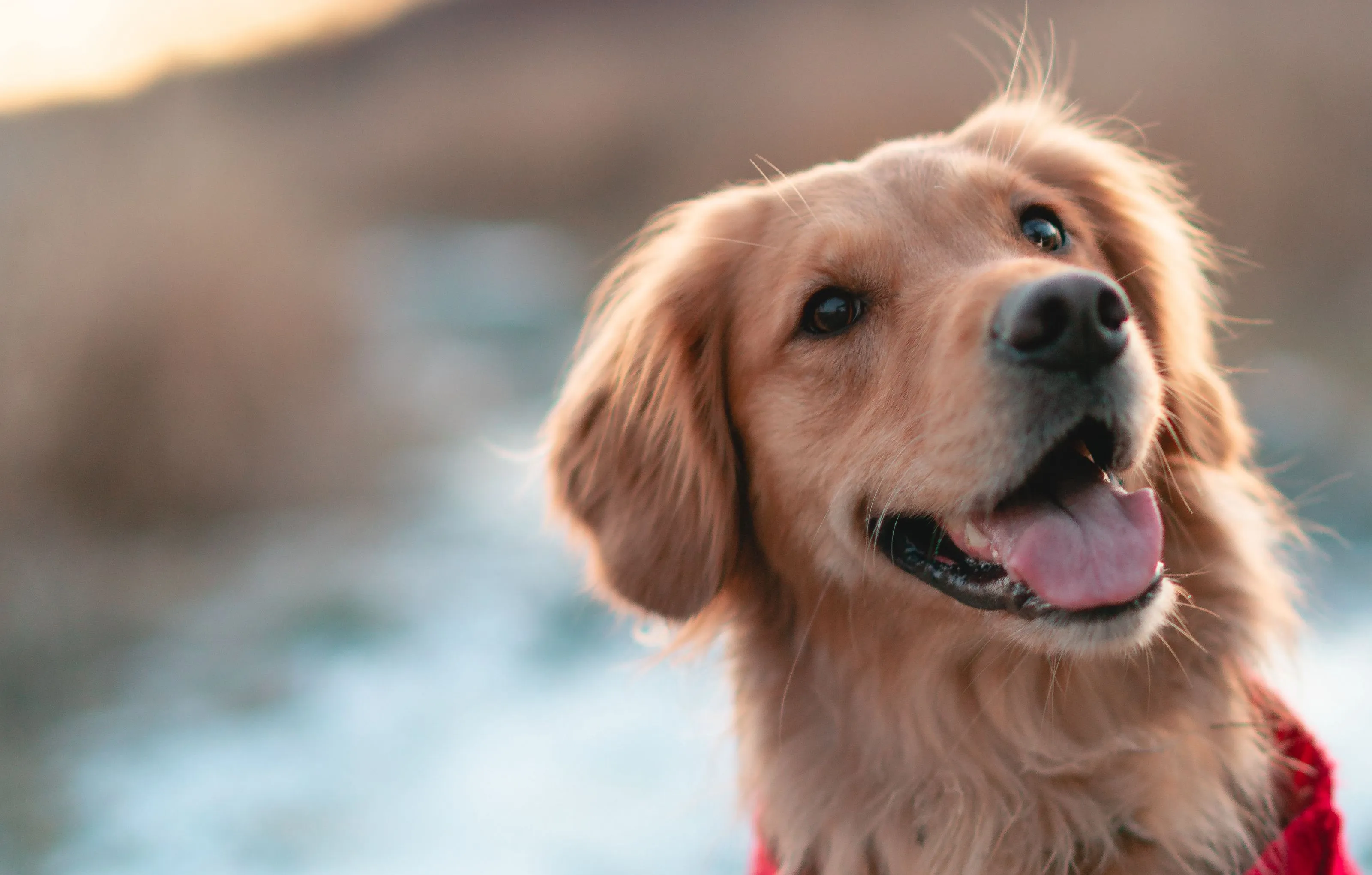 Healing for Animals | The Healing Trust