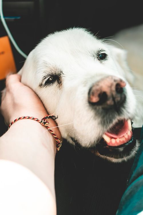 Strategies for Coping When Your Pet Dies and You Can't Stop Crying ...