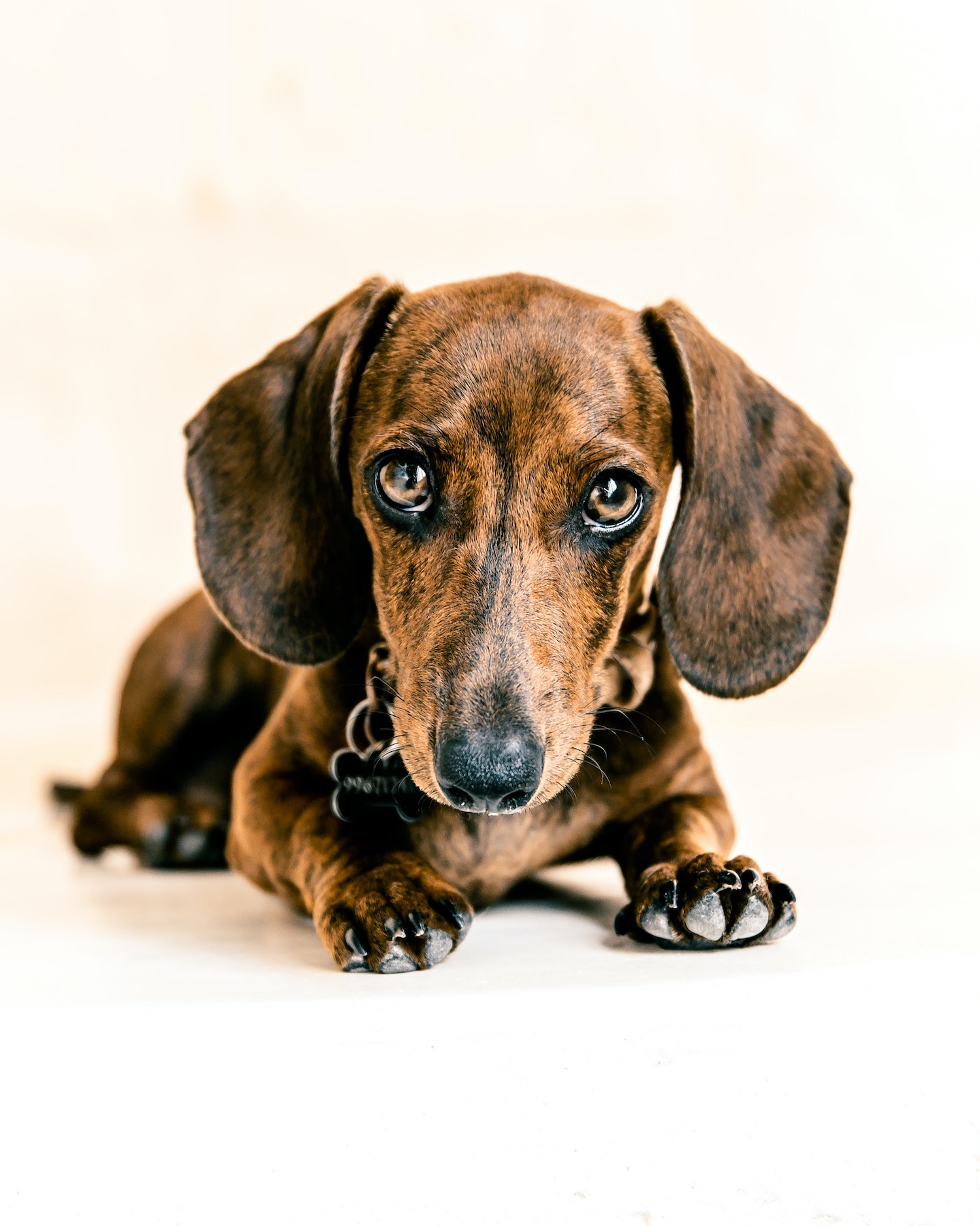 Miniature Smooth Dachshund Breeder New Zealand
