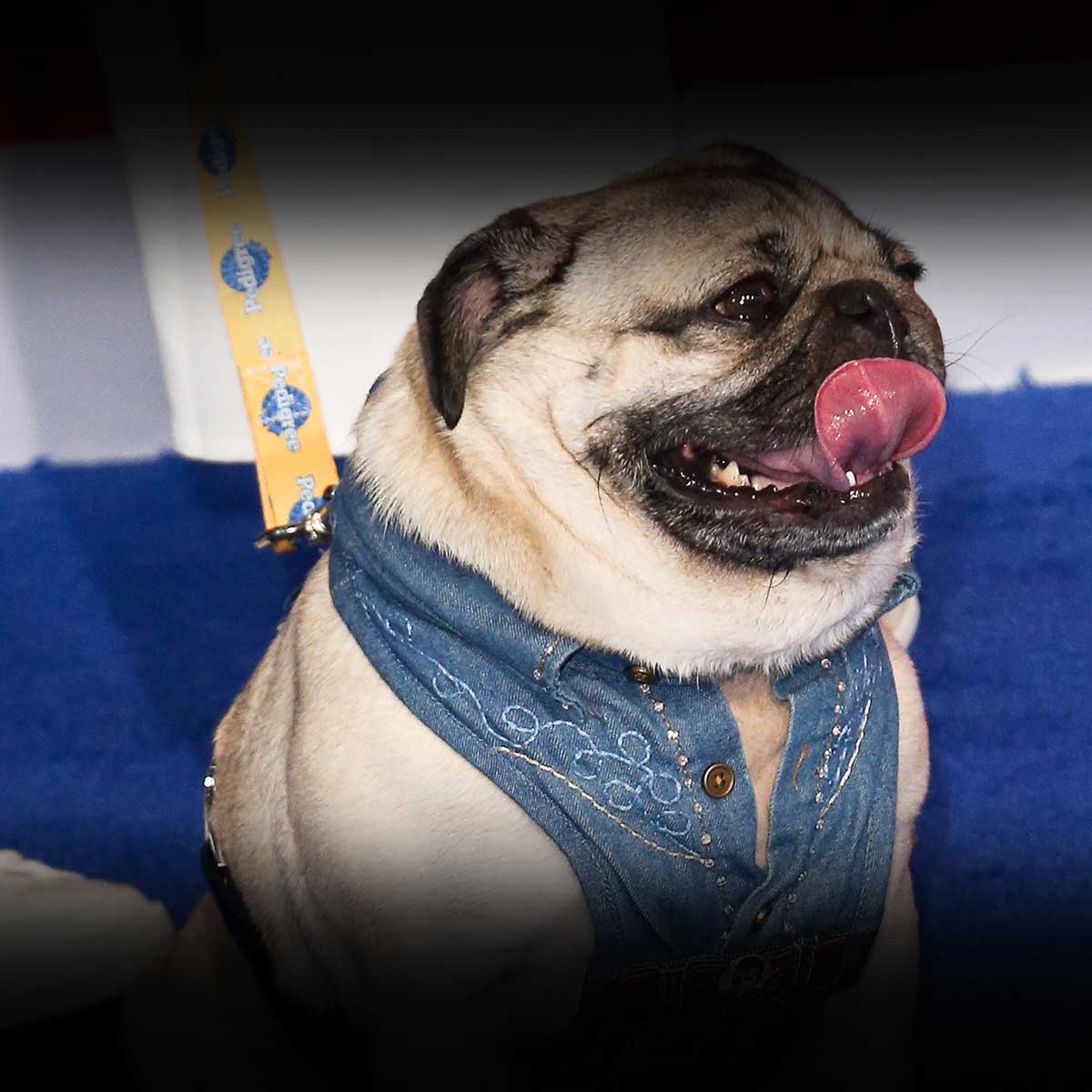 Doug The Pug - Age, Bio, Birthday, Family, Net Worth