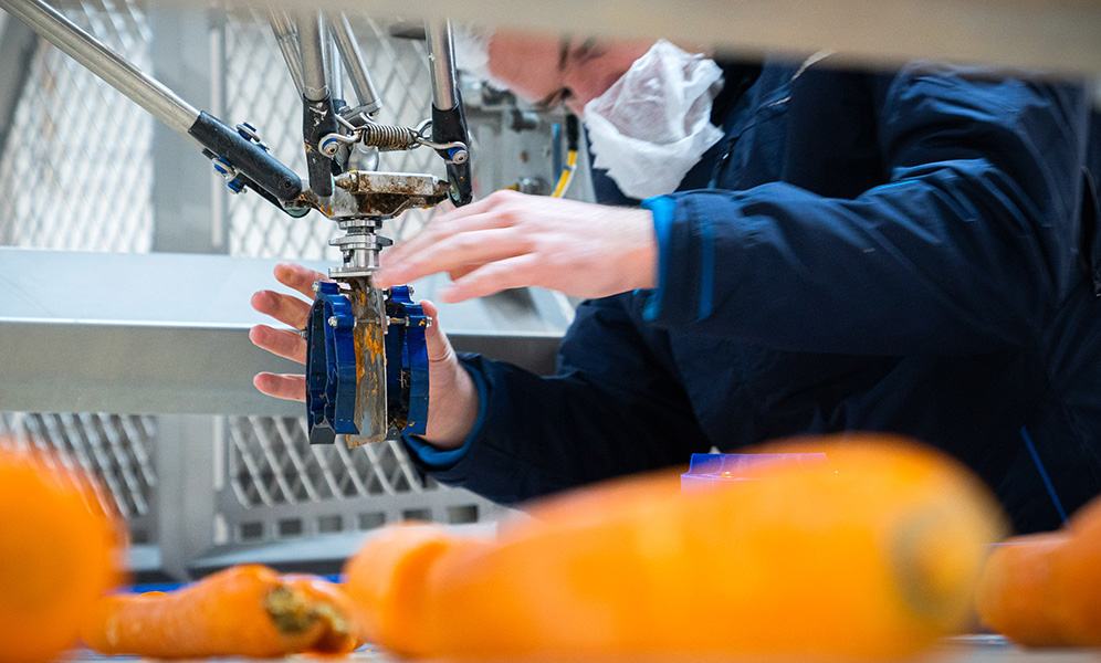 Topping / tailing carrots - PIP Innovations