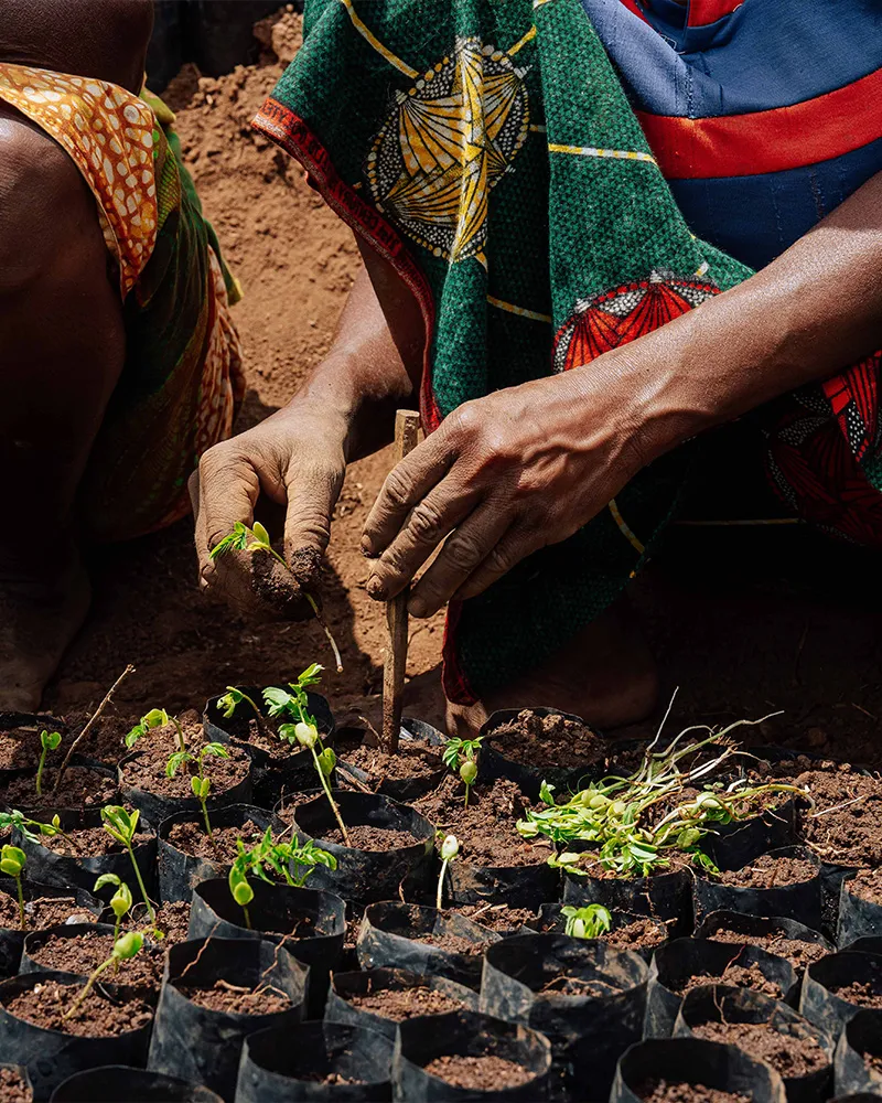 Plant Trees with ImpactHero - Cultivating a Greener Tomorrow