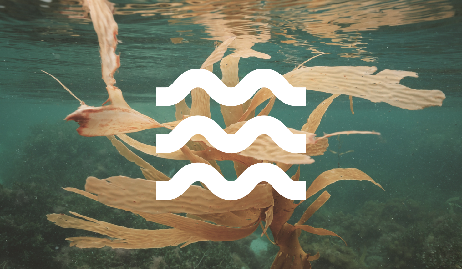 Offset Portfolio: Running Tide